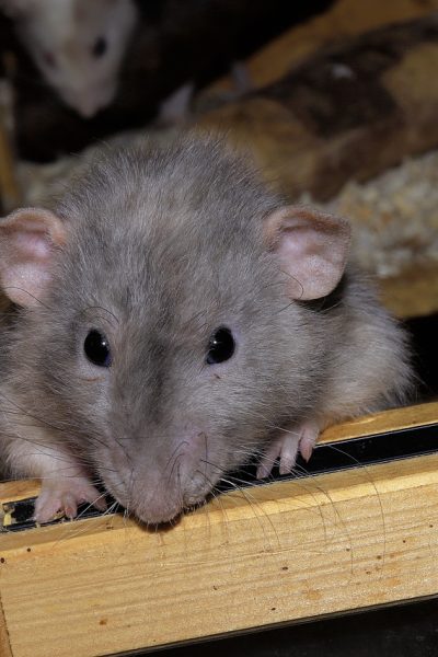 5 méthodes éprouvées pour se débarrasser des rats chez soi